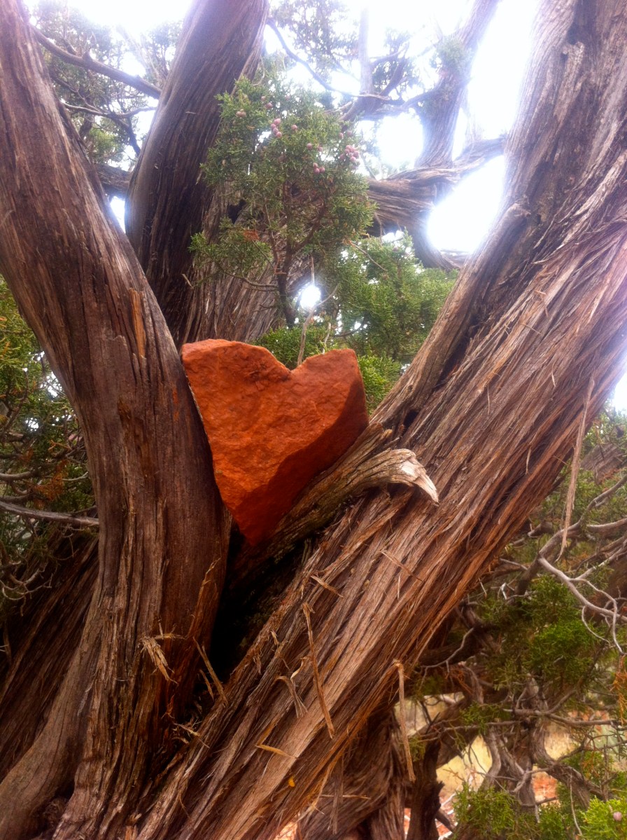 Trees – Stephanie Hrehirchuk – Author